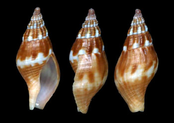 蛾螺总科 Buccinacea 蓝色动物学（中国动物学科普）